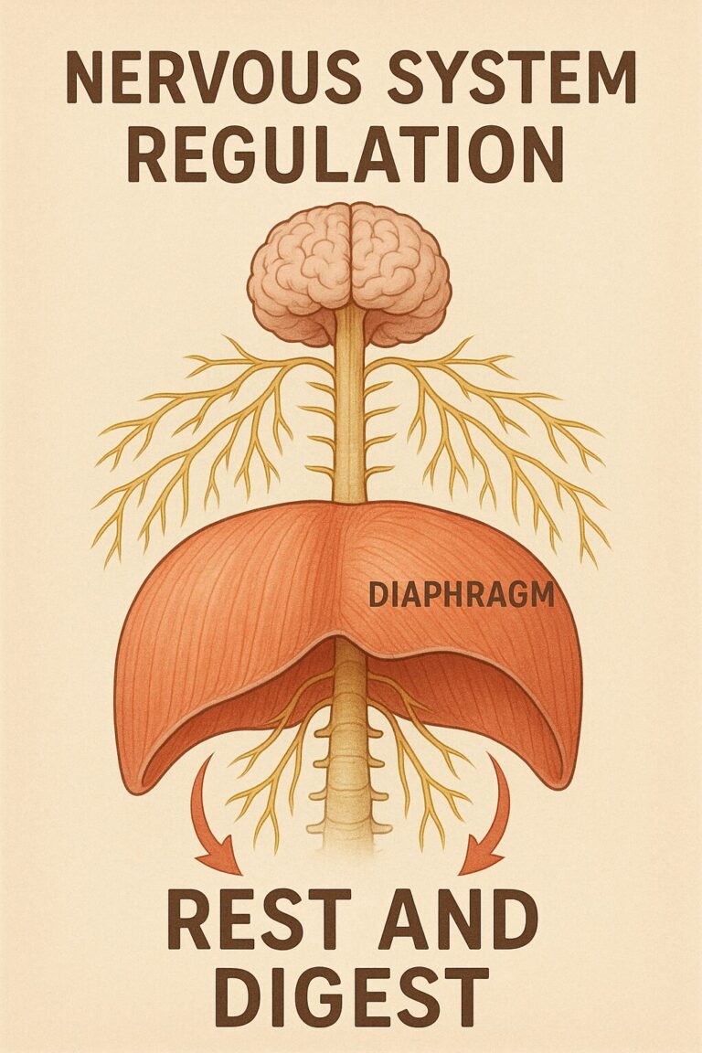 Breathing - How does the Diaphragm work? | Body Works Sports Physiotherapy